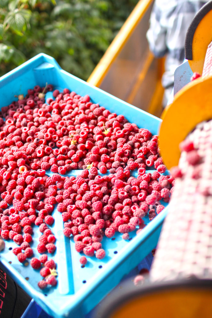 Raspberry Fruit Puree for the Gold! | Hokusei North America